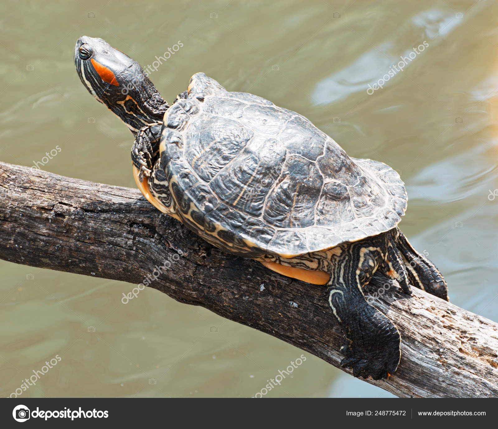 Red-eared slider (Trachemys scripta elegans) Stock Photo by ...