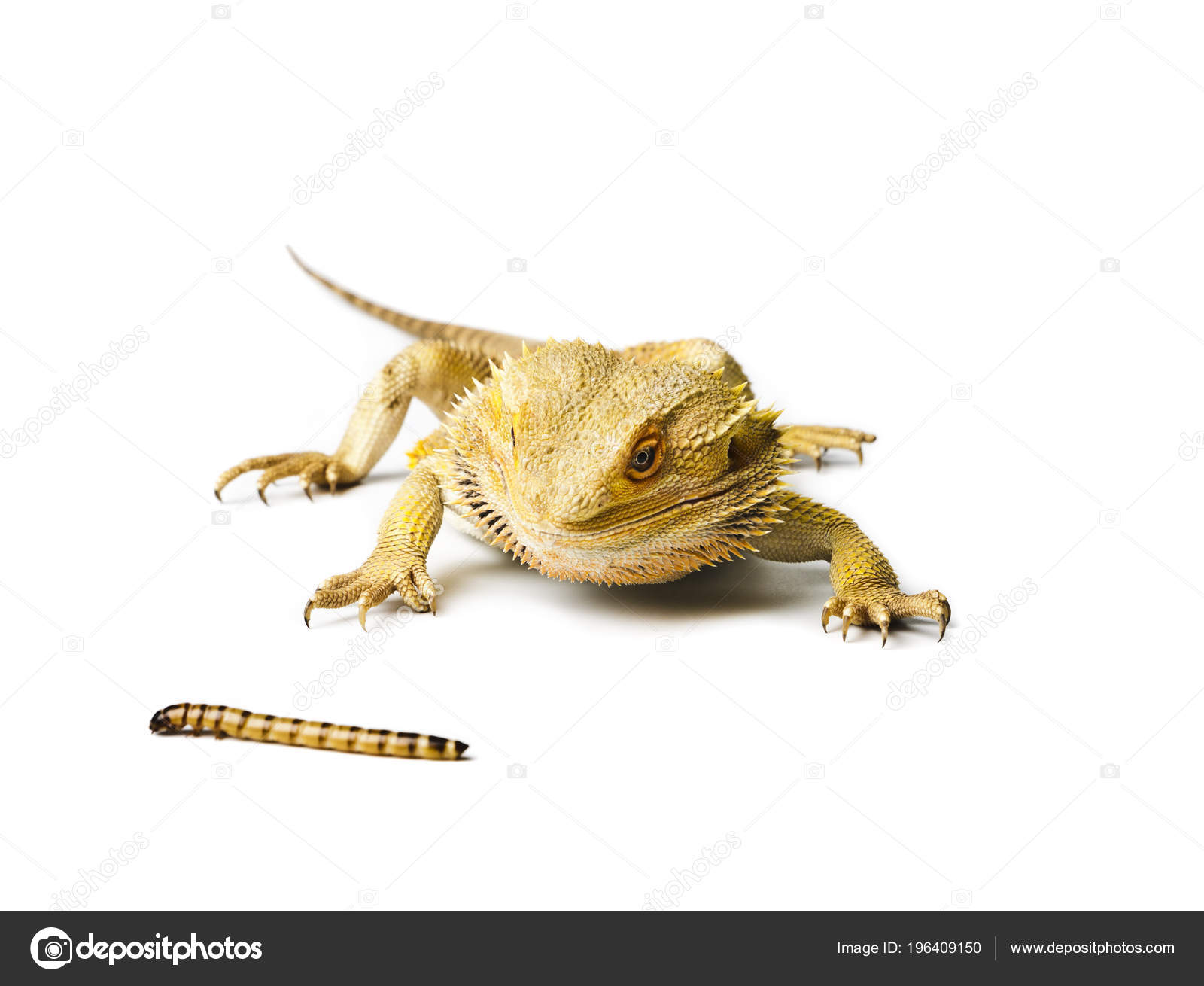 White Bearded Dragon Baby