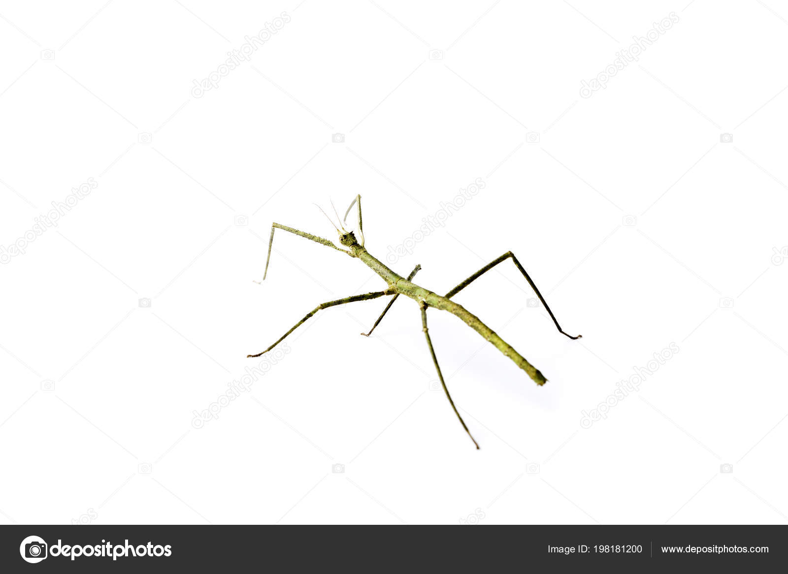 Annam Stick Insect Annam Walking Stick Medauroidea Extradentata ...