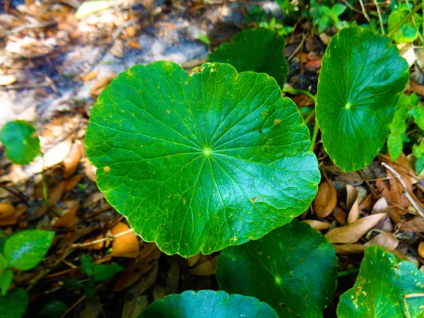 Penny plant Stock Photos, Royalty Free Penny plant Images | Depositphotos