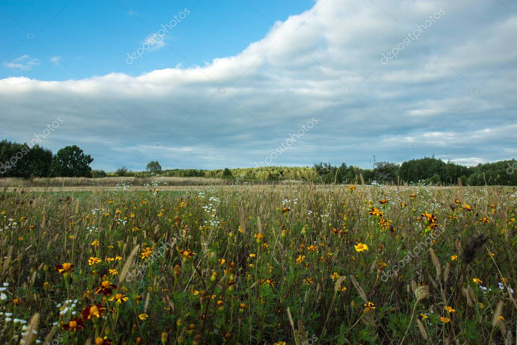 Pradera con flores amarillas, bosque y nube en el cielo 2024