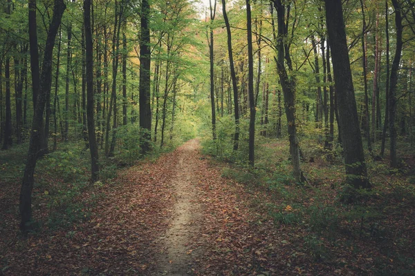 The path through the dark green forest, autumn view - Stock Image ...