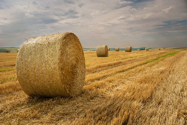 Round hay bale Stock Photos, Royalty Free Round hay bale Images ...