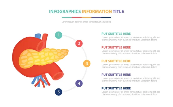 Human Pancreas Images - Search Images on Everypixel
