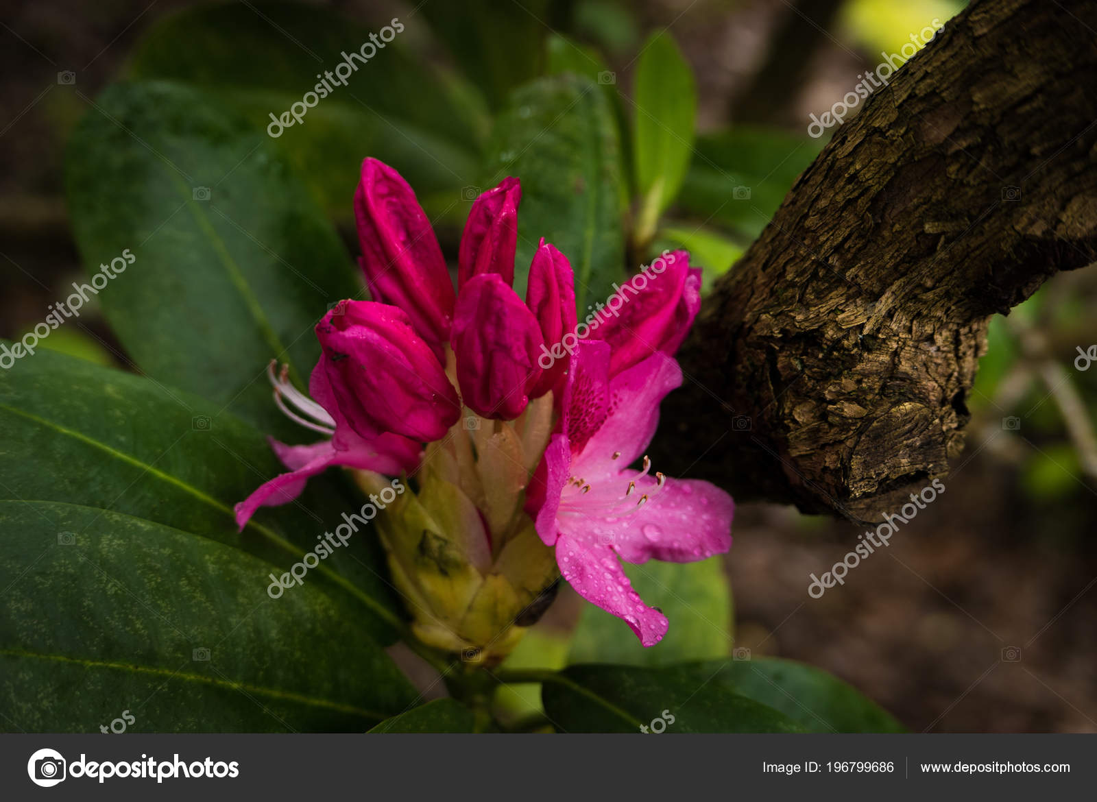 Azaleas Portlands Crystal Springs Rhododendron Garden Oregon Stock ...