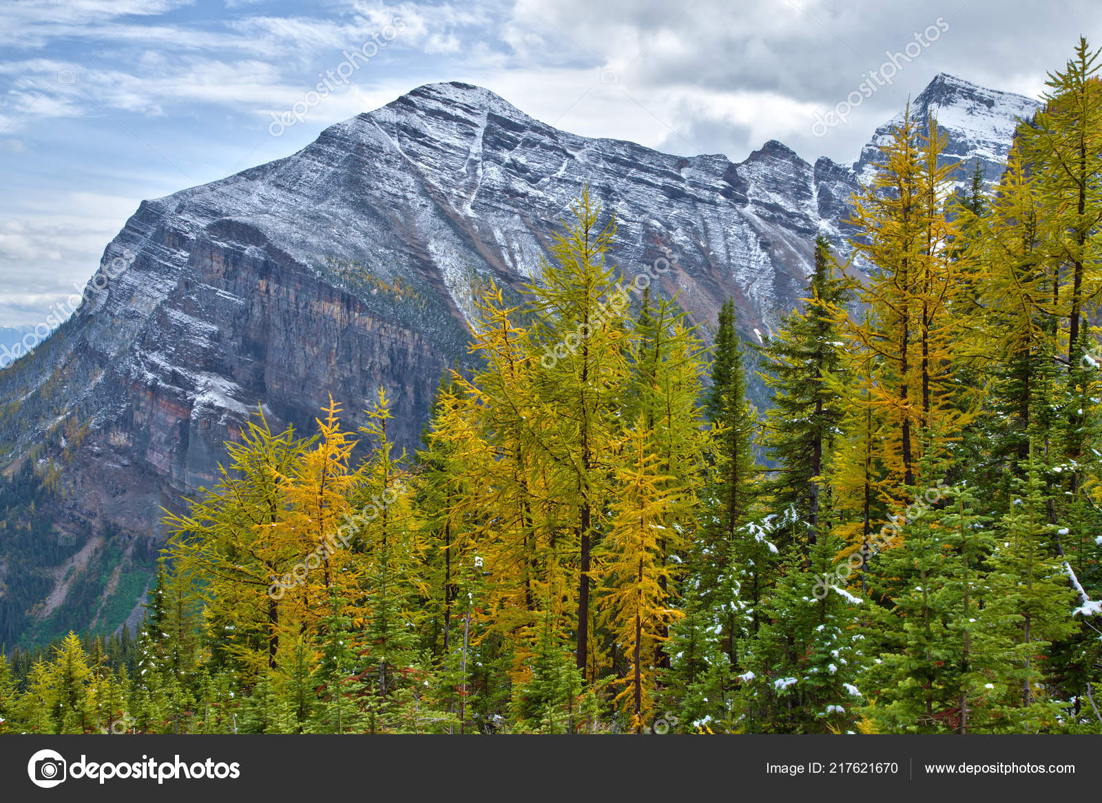 Yellow larches in Autumn above Lake Louise in Banff National Park ...