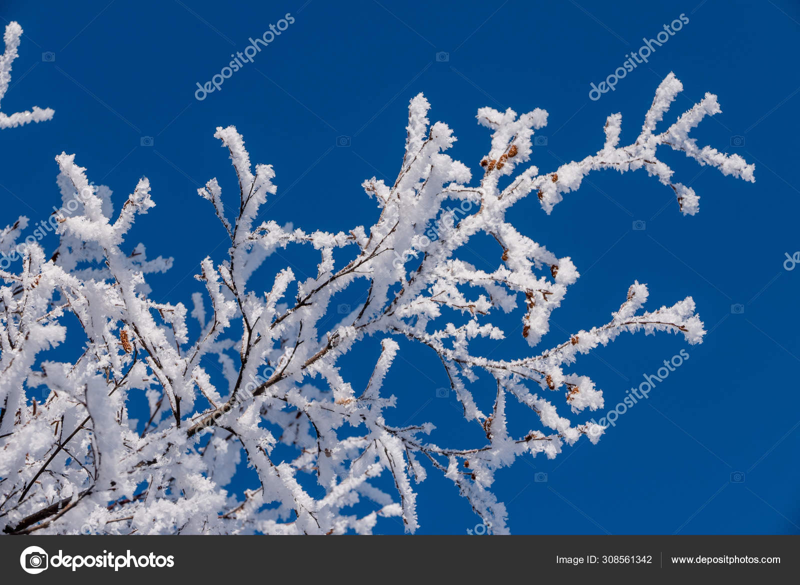 Hoar-frost covered trees in winter Stock Photo by ©tom@tnphoto.ca 308561342