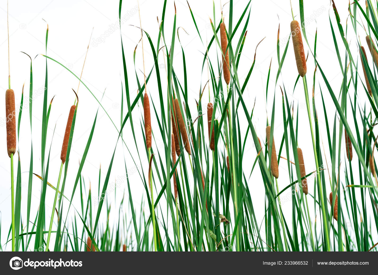 Typha Angustifolia Field Green Grass Brown Flowers Cattails Isolated ...