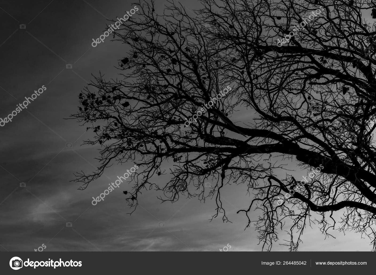 Creepy Dead Trees Black And White