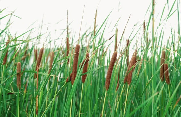 Typha angustifolia Stock Photos, Royalty Free Typha angustifolia Images ...