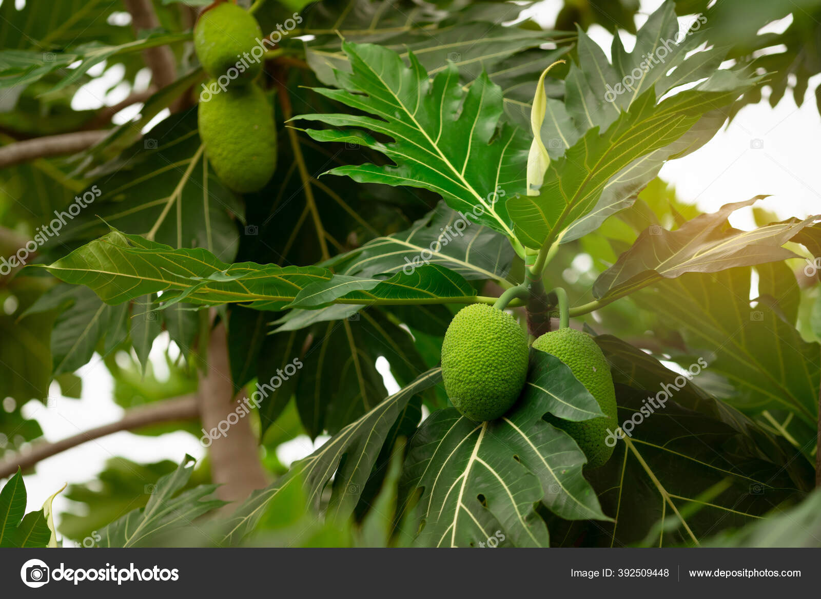 Breadfruit Tree