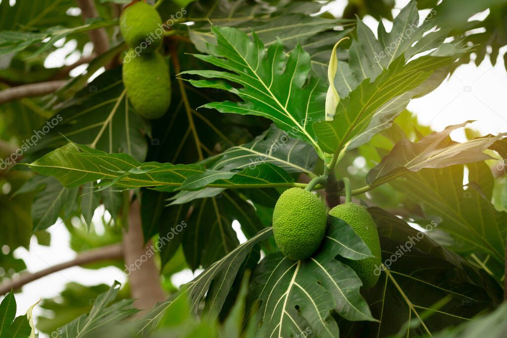 Pan en árbol de pan con hojas verdes en el jardín. Árbol tropical con ...