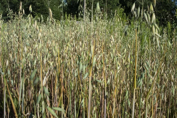 Oat stems Stock Photos, Royalty Free Oat stems Images | Depositphotos