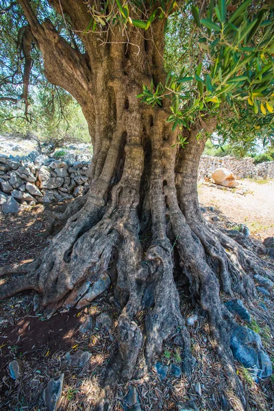 Olive Tree Roots