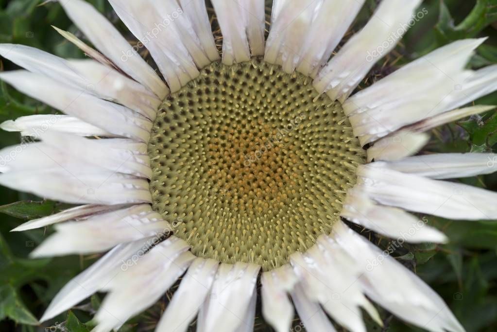 Carlina acaulis, la planta floreciente sin tallo, de plata, enana carline cardo en la familia ...