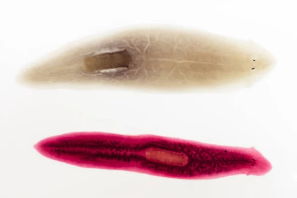 Planaria Stock Photos, Royalty Free Planaria Images | Depositphotos