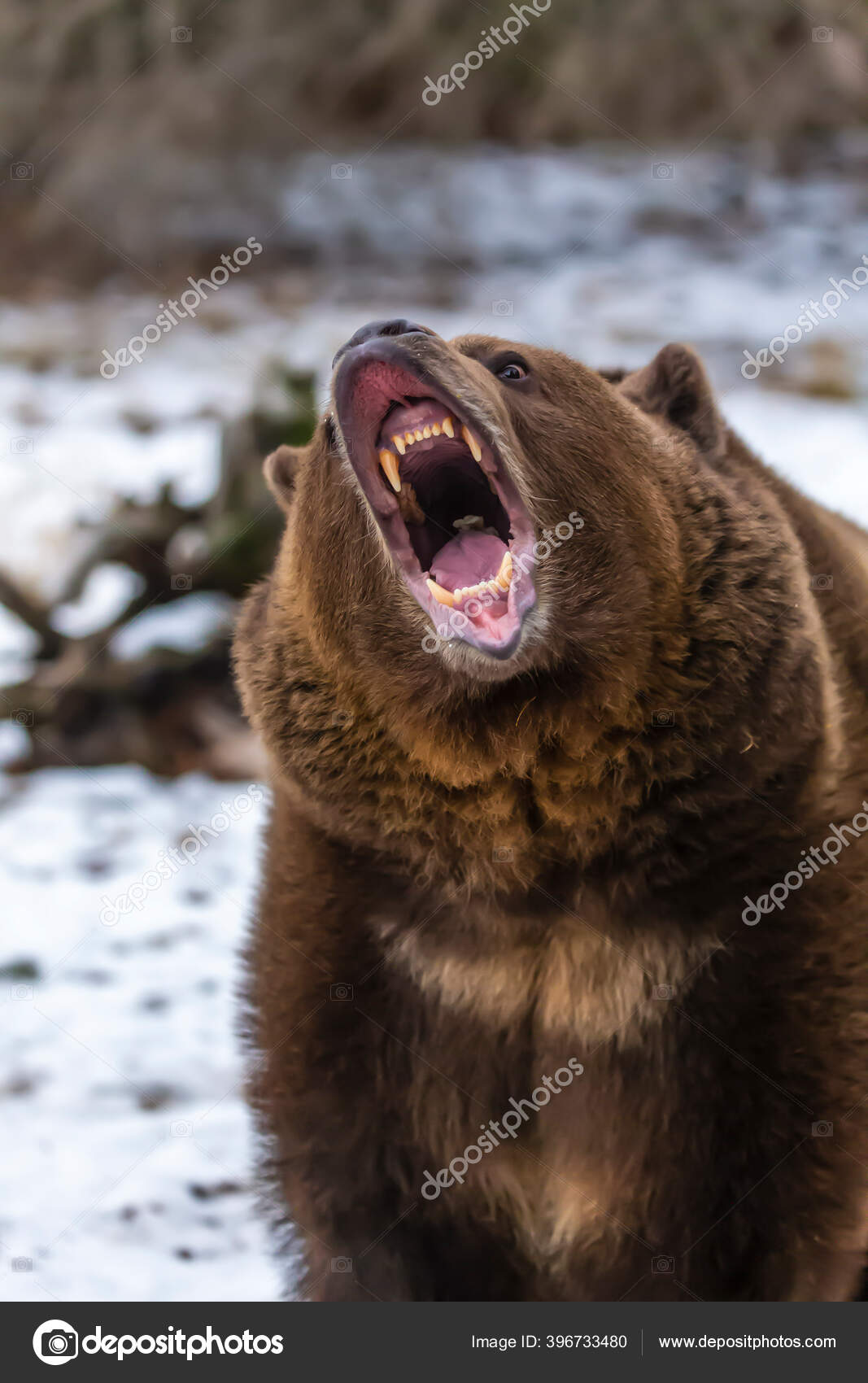 Grizzly Bear Teeth