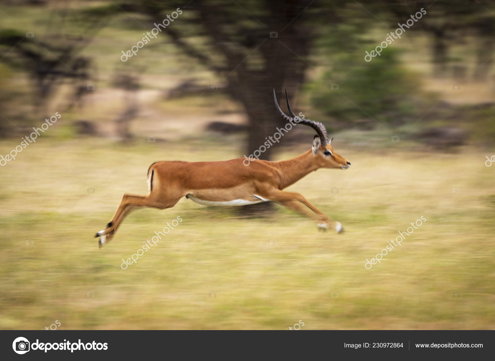 Antelope Running