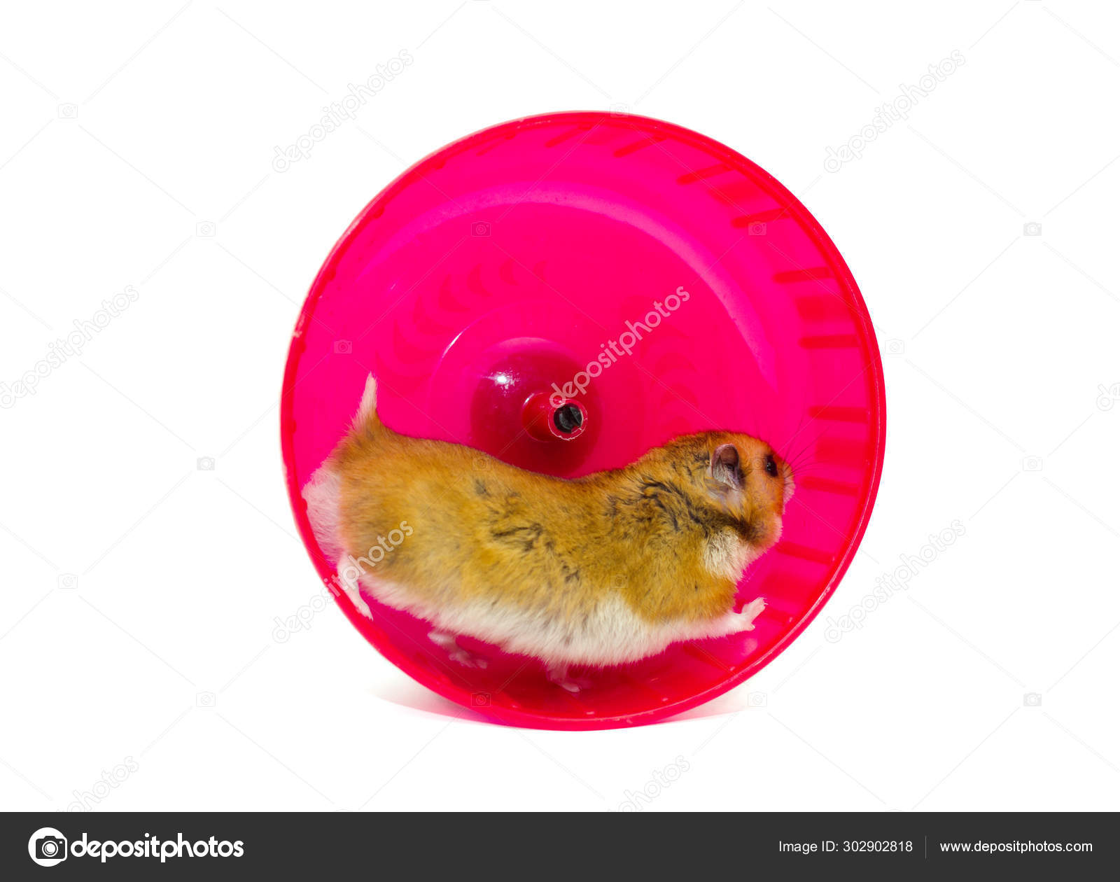 Hamster in a hamster wheel — Stock Photo © kurashova #302902818