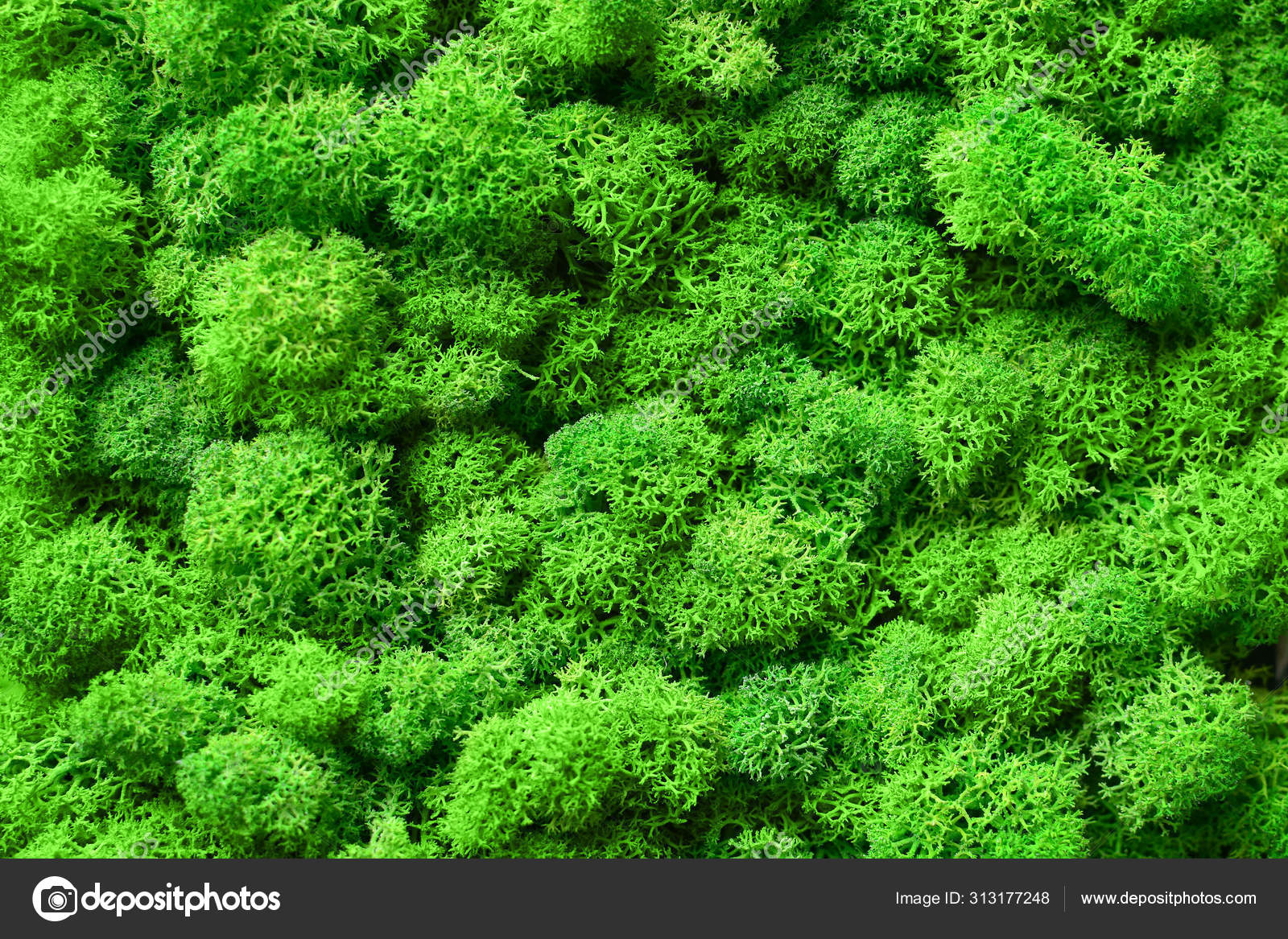 Green Decorative Moss Background Texture Close Stock Photo by ...