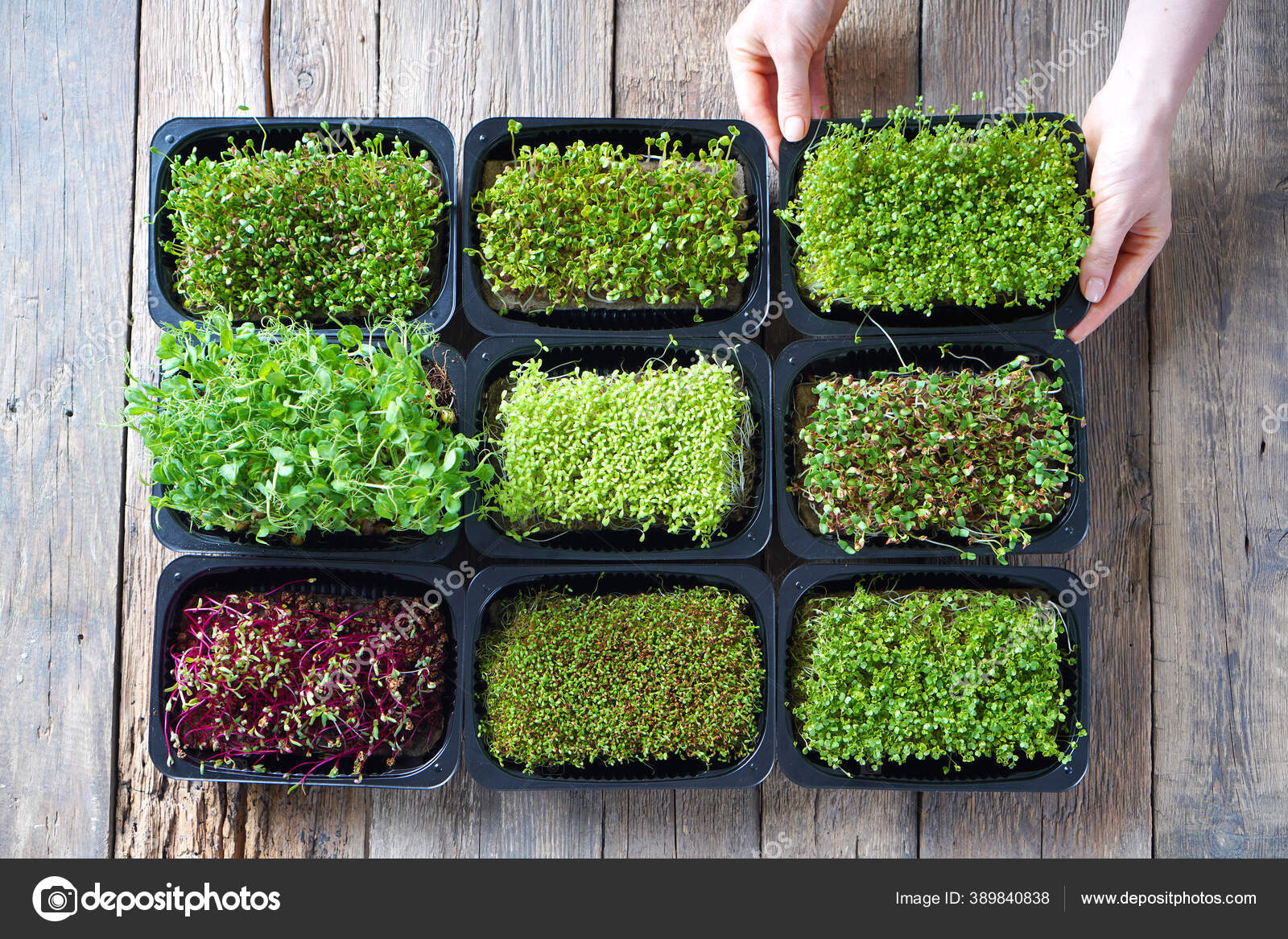 Microgreens Growing Background Microgreen Sprouts Wooden Table Top View ...