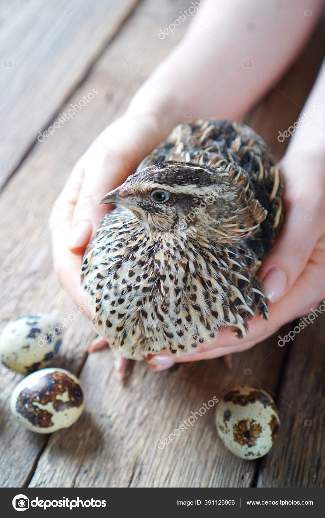 Quail Female Hands Quail Eggs — Stock Photo © Varavin88 #391126966