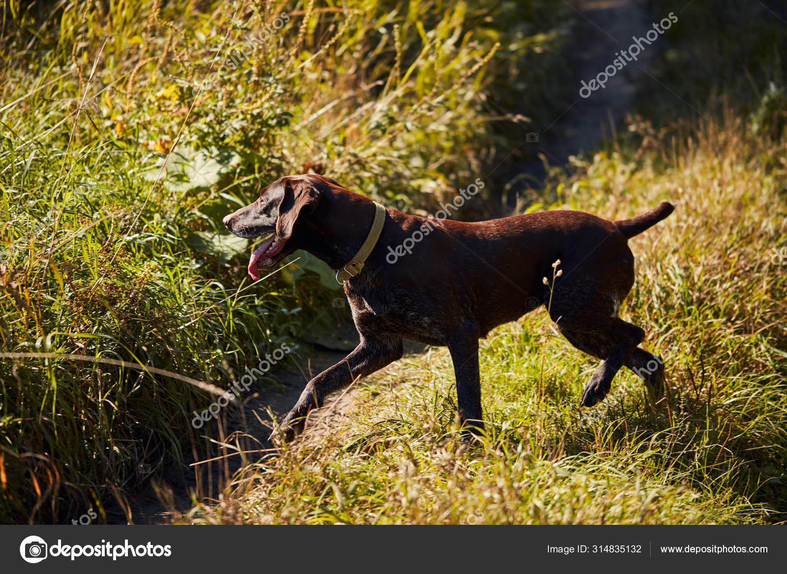 Puppy Running Side View