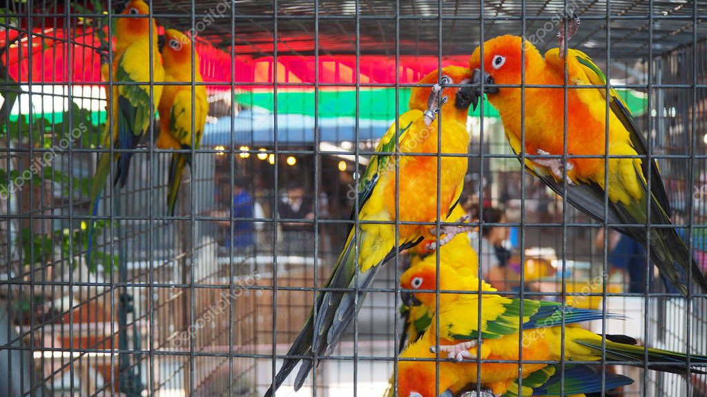 Loro amarillo y naranja en una jaula en el parque público. Perico de ...