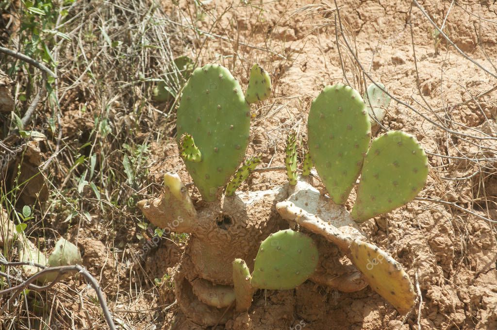 Cactus silvestres en pendiente arenosa con suelo franco y red de ...