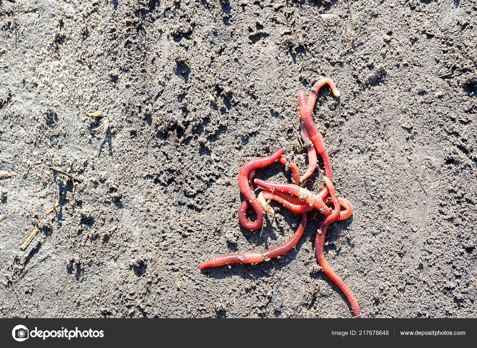 Red Worms Gray Earth Summer Day Find Fisherman Birds Stock Photo by ...