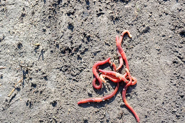 Vers de terre images libres de droit, photos de Vers de terre ...