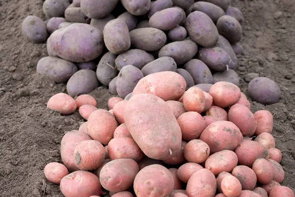 Blue potato bushes Stock Photos, Royalty Free Blue potato bushes Images ...