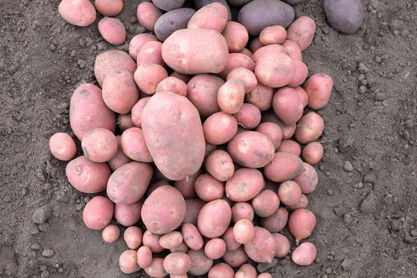 Potato processing Stock Photos, Royalty Free Potato processing Images ...