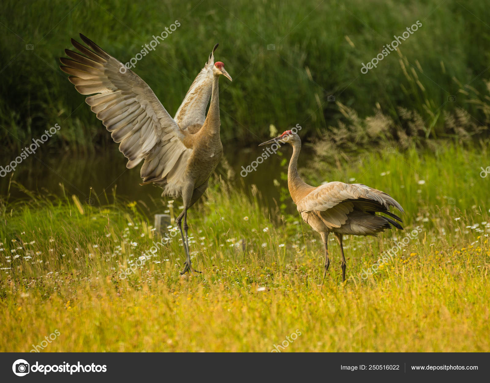 Sandhill Cranes Mating Dance Stock Photo by ©jendevos 250516022