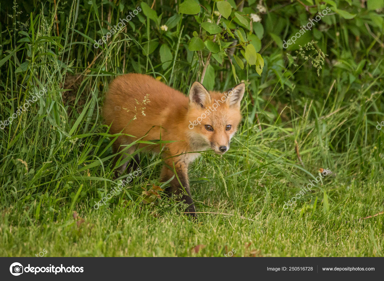 Young Red Fox Tall Grass Stock Photo by ©jendevos 250516728