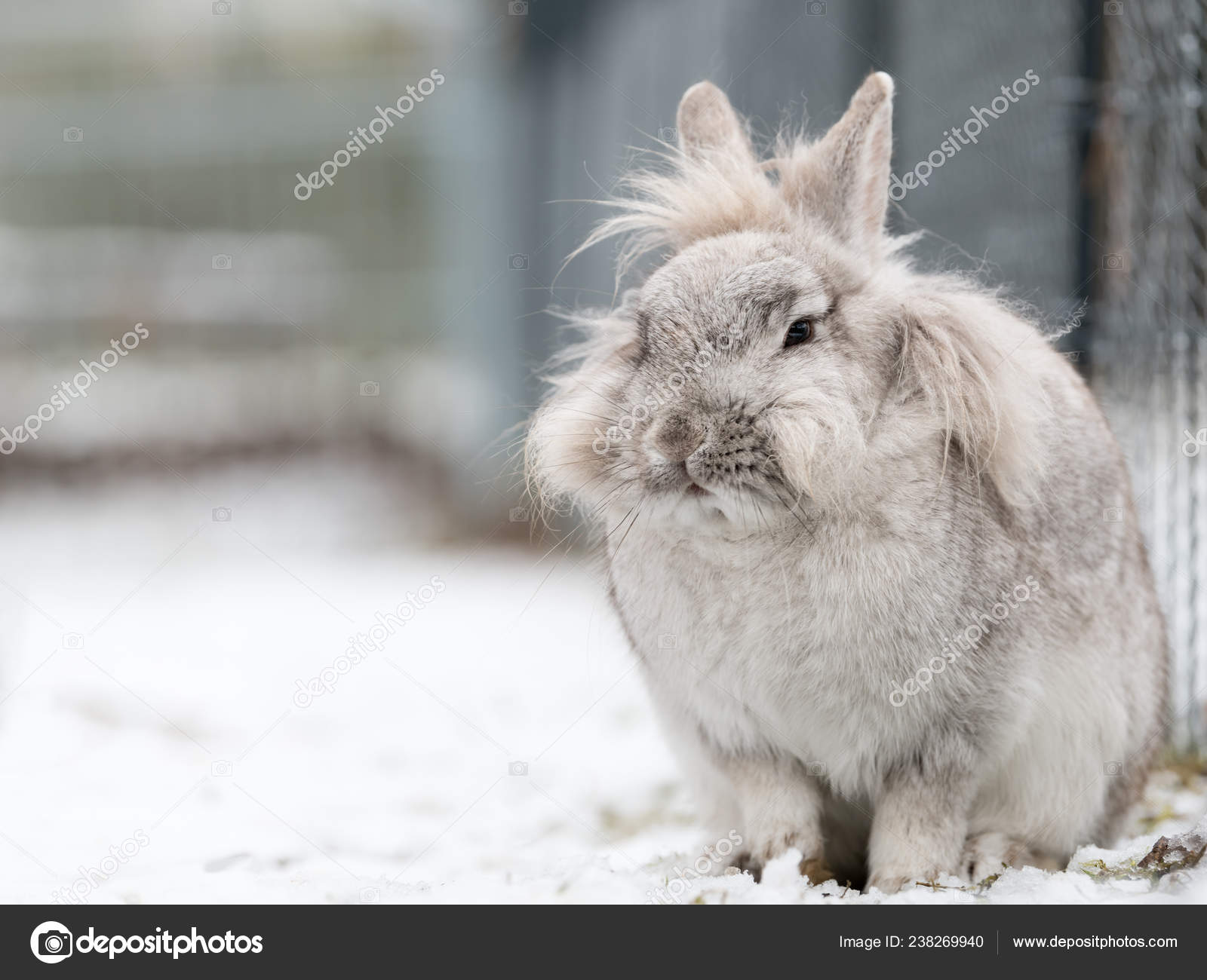 White Rabbit Head Profile