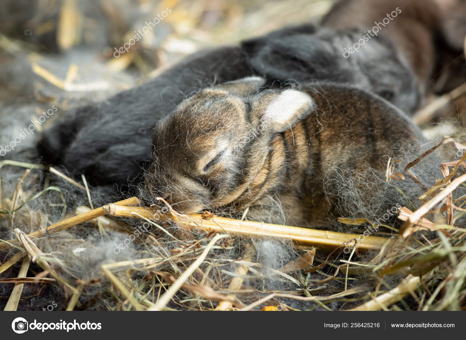 Newborn Rabbits In Nest