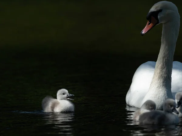 Cute swan family Stock Photos, Royalty Free Cute swan family Images ...