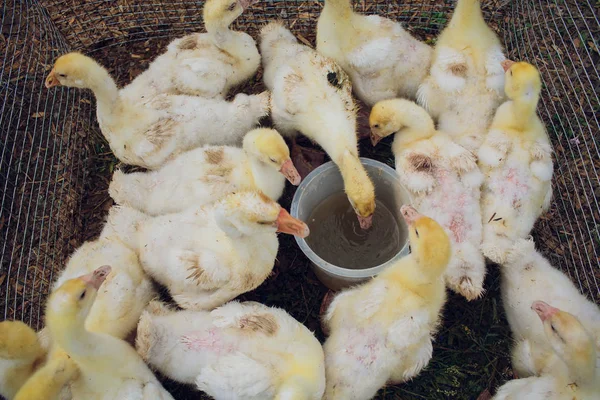 Yellow duck in box for sale fair. Incubator ducklings for sale - Stock ...