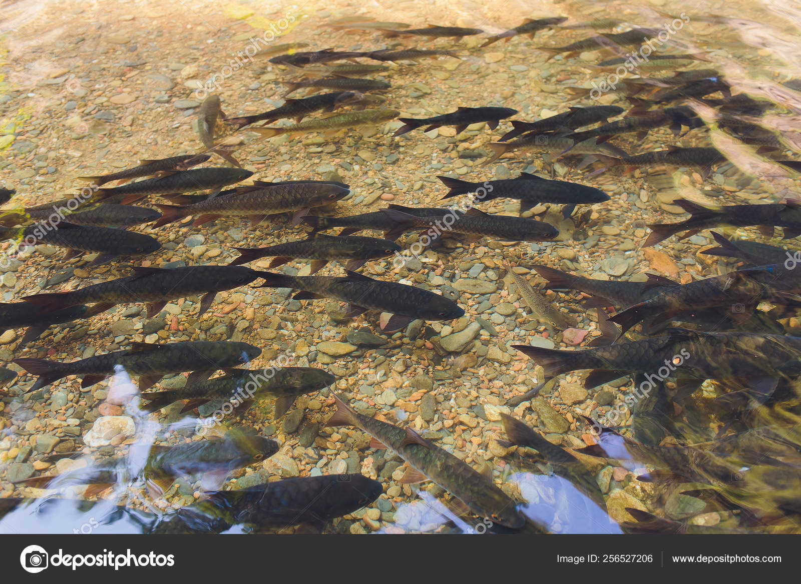 Antimony fish Fish are nibbling in waterfall. — Stock Photo © vershinin ...