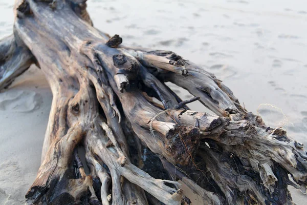 Tree washed up on beach Stock Photos, Royalty Free Tree washed up on ...