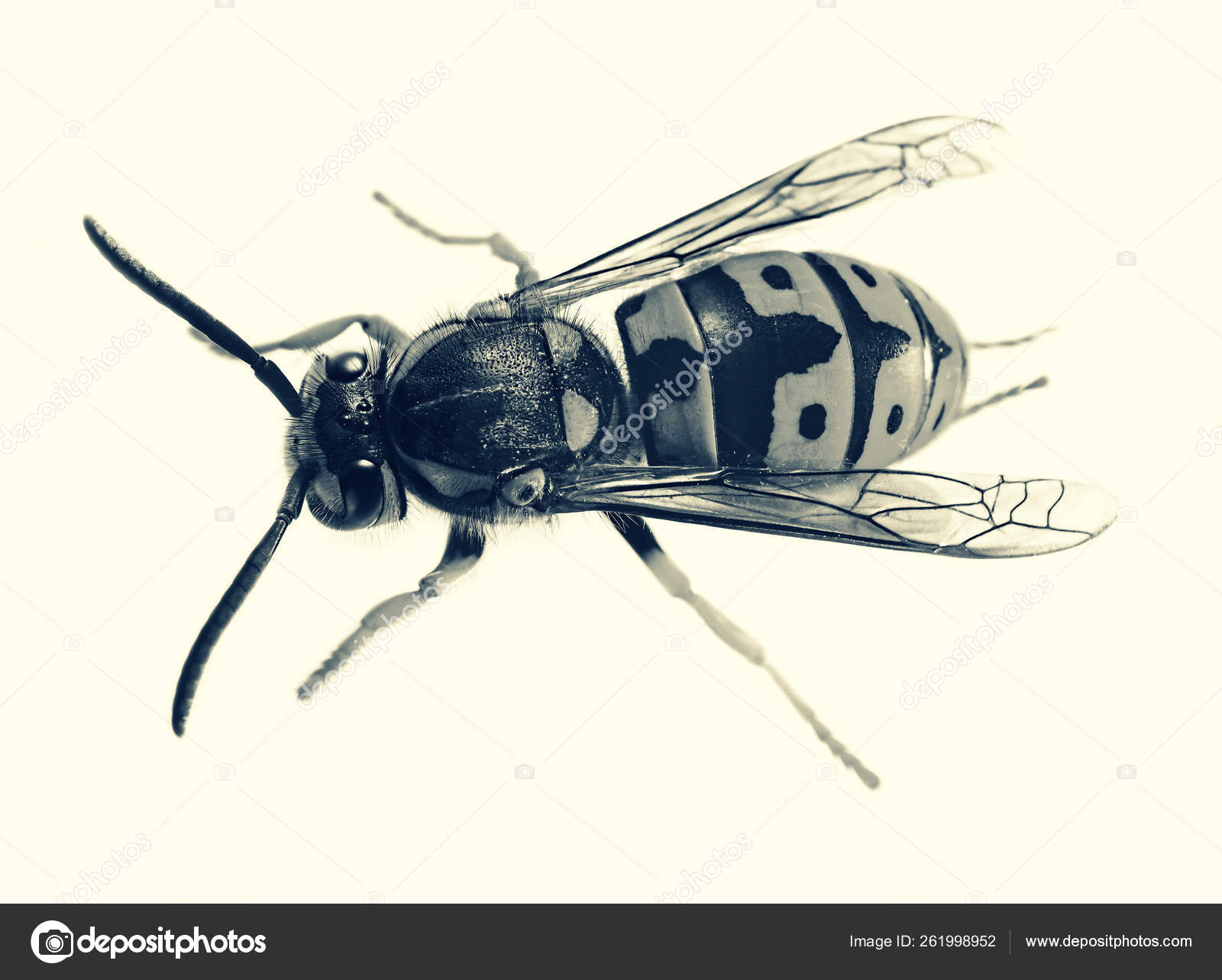 Wasp larra beetles pests orderly garden medvedka protection larva ...