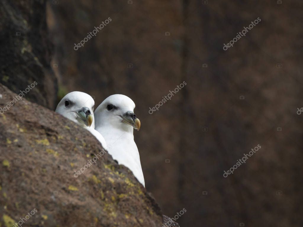 Dos fulmars sentados en un acantilado rocoso en Hawkcraig, Aberdour ...