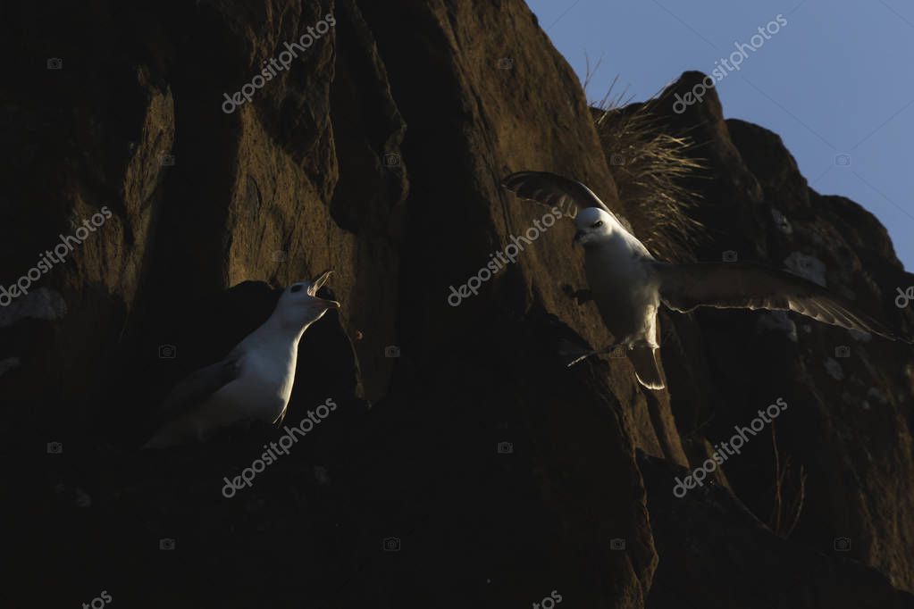 Fulmar aterrizando en el borde del acantilado por otro fulmar en los ...