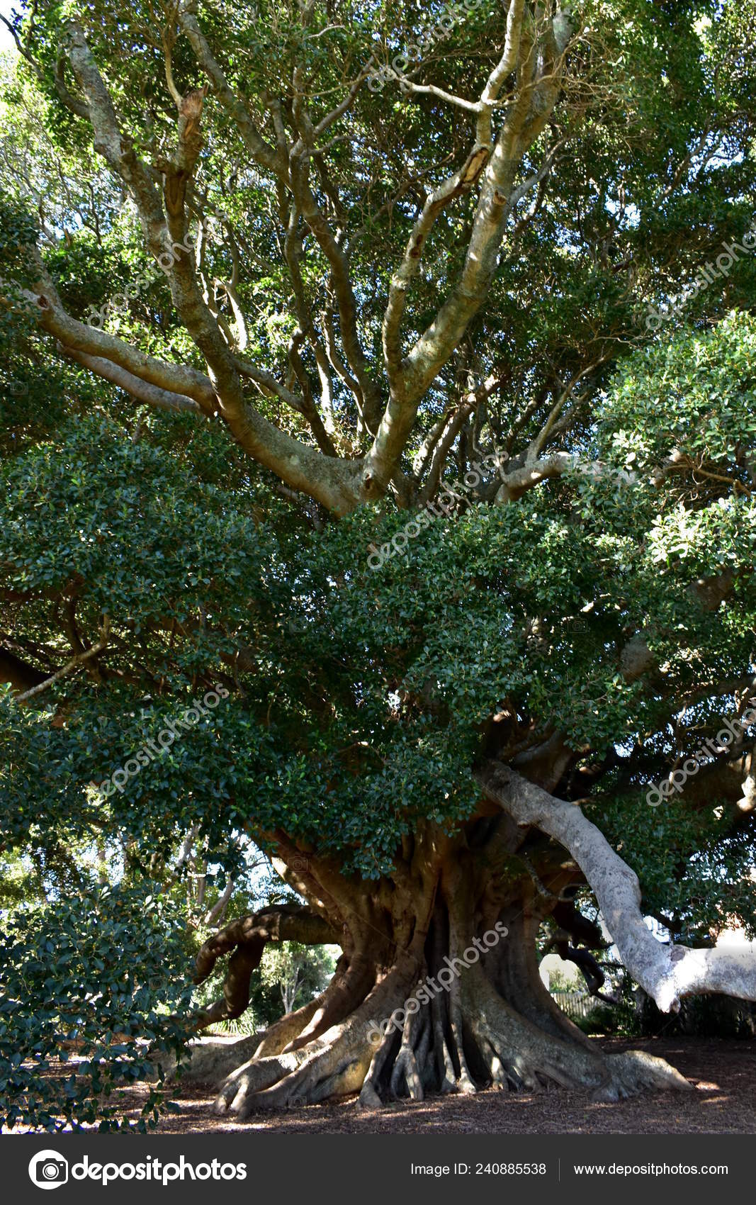 100 Year Old Very Large Fig Tree — Stock Photo © binikins #240885538
