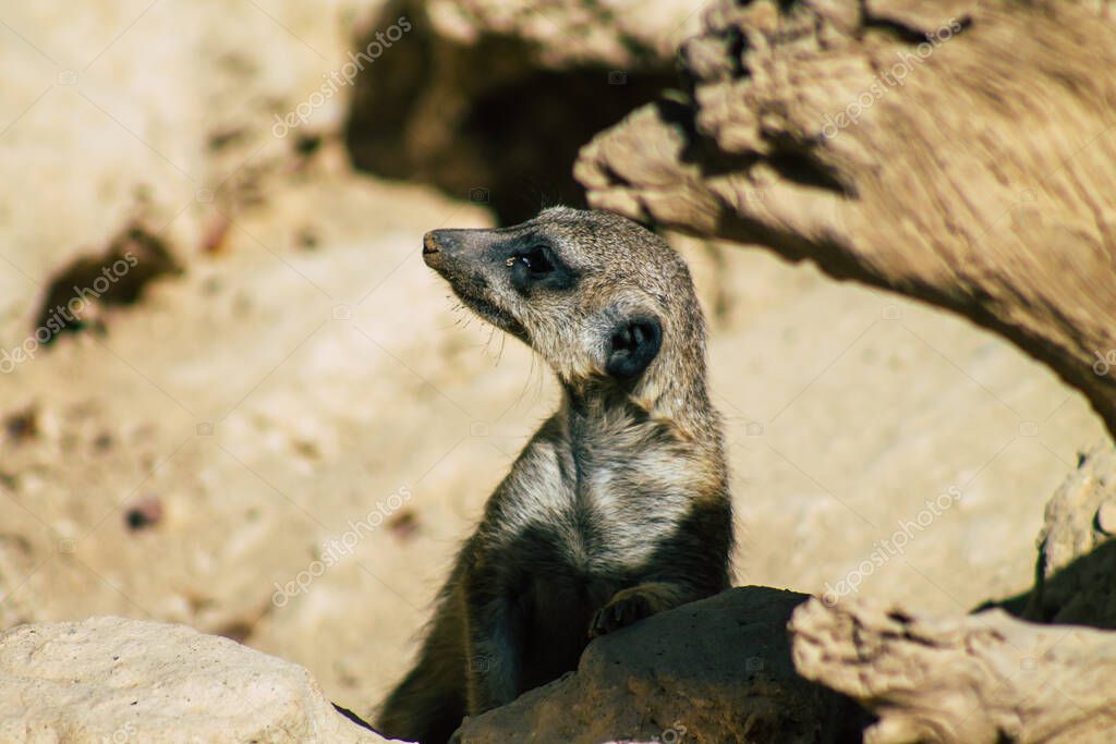 Vista de suricate o suricate, una pequeña mangosta que se encuentra en ...