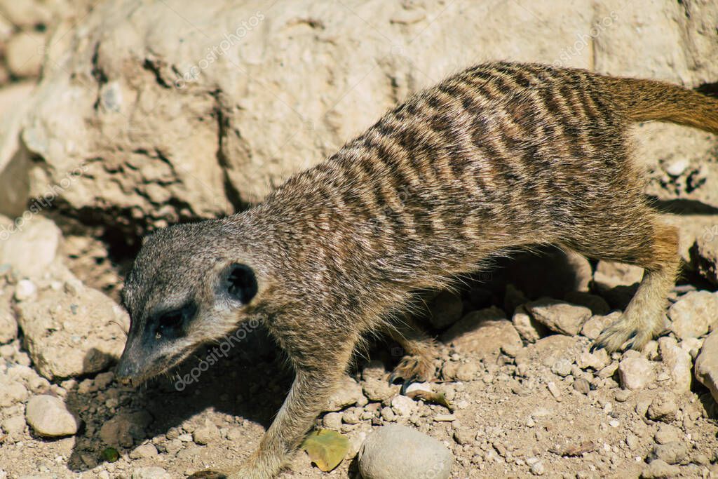 Vista de suricate o suricate, una pequeña mangosta que se encuentra en ...