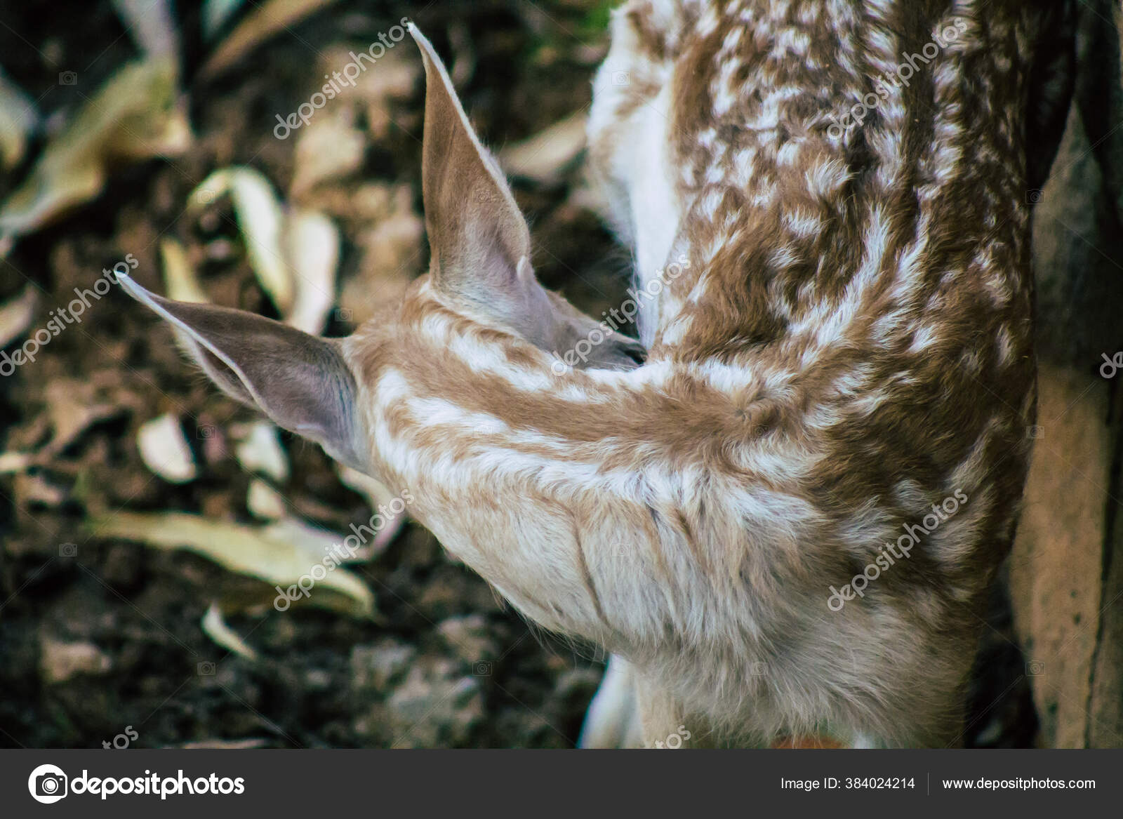 View Fallow Deer Ruminant Mammal Belonging Family Cervidae Common ...