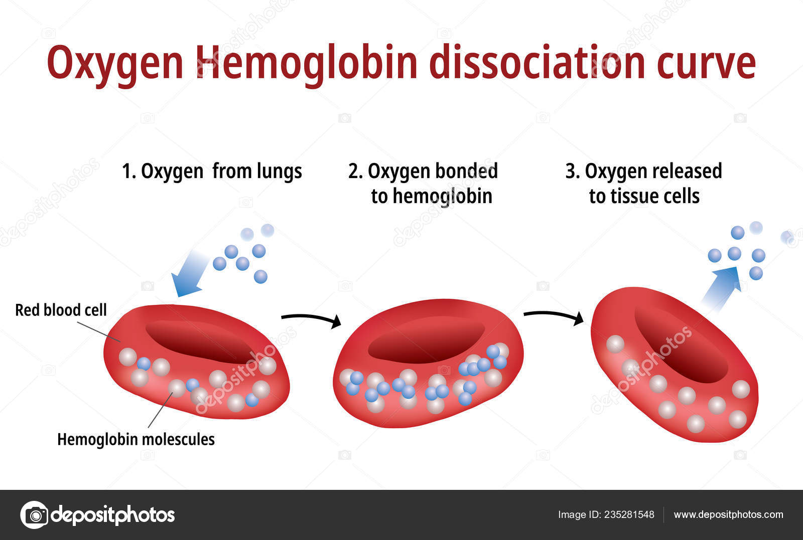 Hemoglobin Oxygen