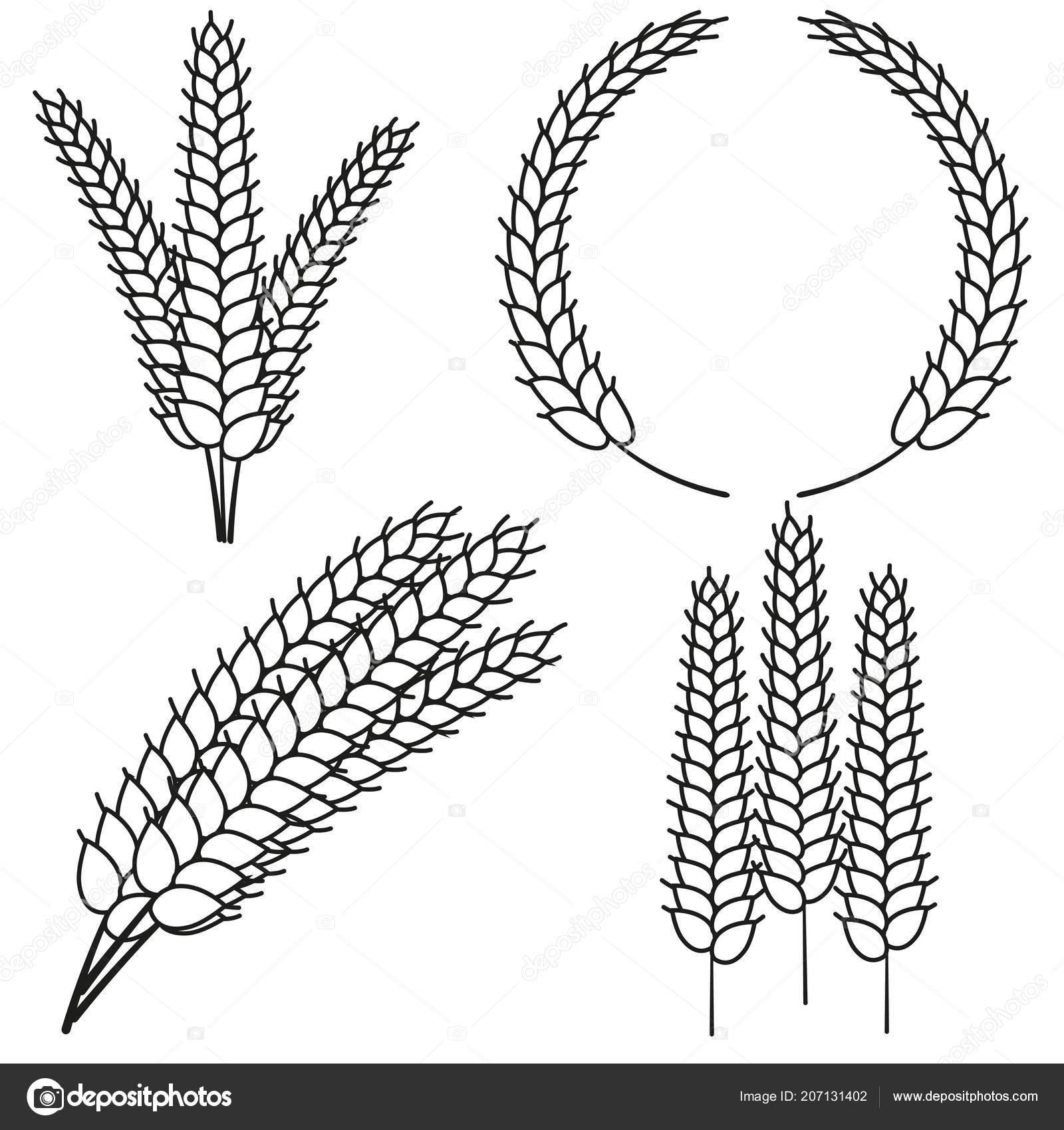 Espiga De Trigo En Blanco Y Negro Trigo Artesanal Disponibles También